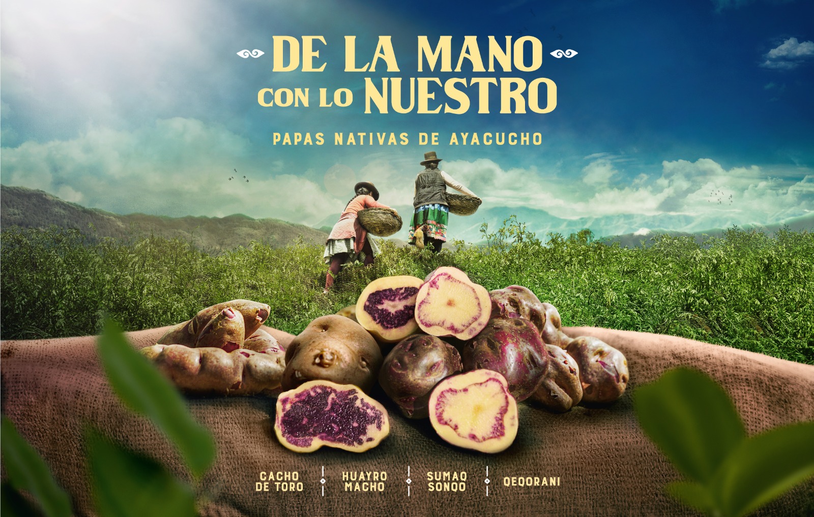 Cuatro variedades de papas nativas orgánicas llegan por primera vez a ...